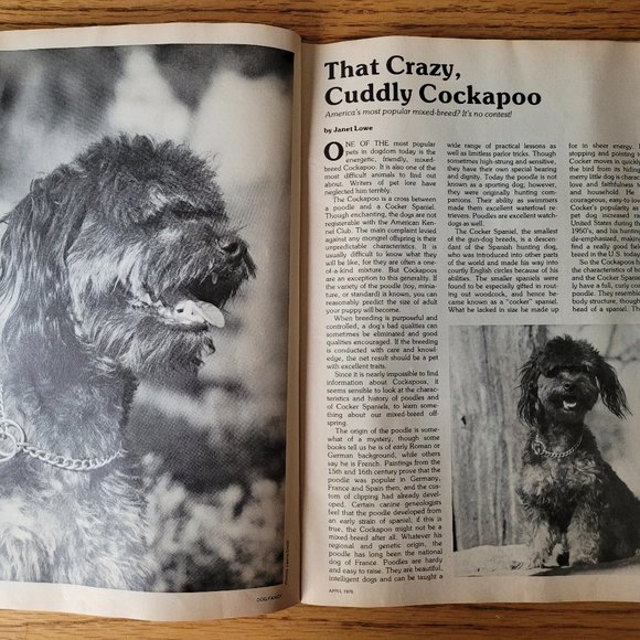 Dog Fancy | Accents | Vintage Dog Fancy Magazine April 976 Cockapoo ...